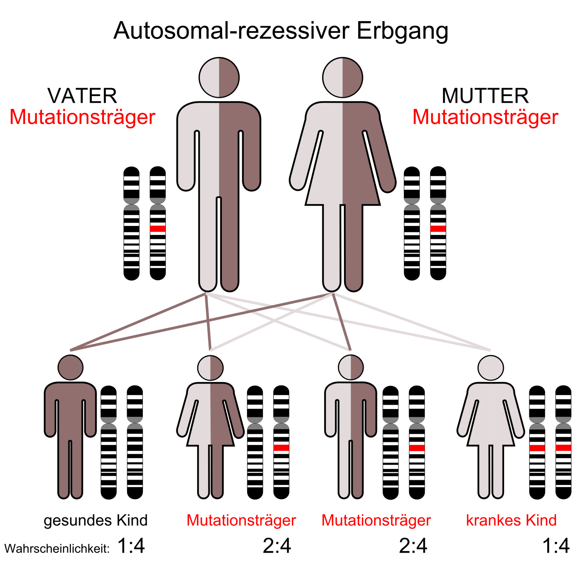 Vererbung – Mukoviszidose e.V. – Regionalgruppe Göppingen
